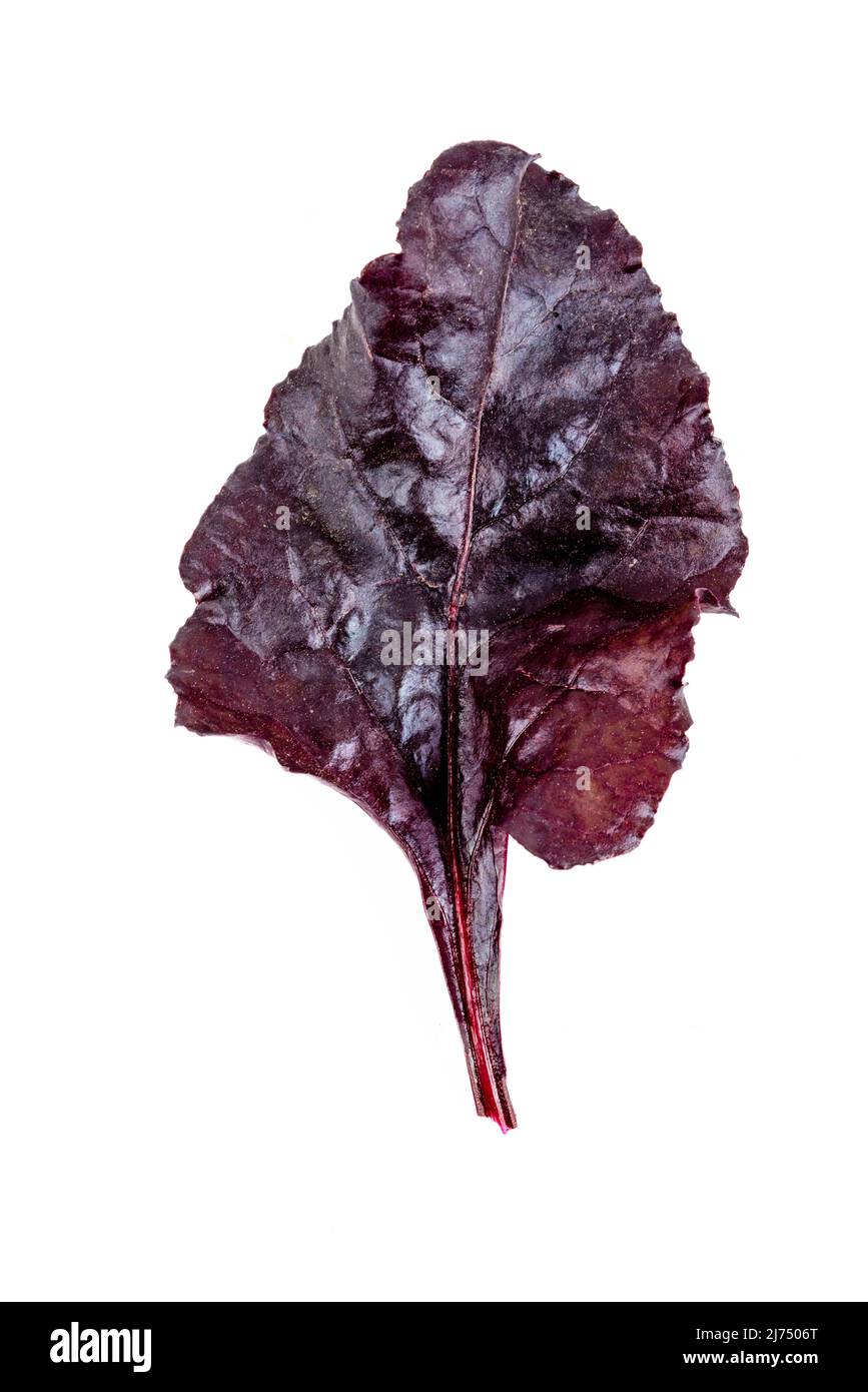 Freshly harvested red beetroot leaves on an isolated white background ...
