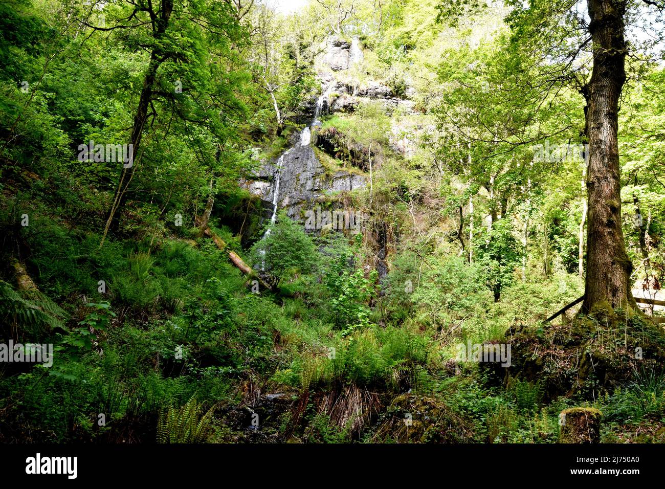 Meandering at Canonteign Falls in the Teign Valley Stock Photo - Alamy