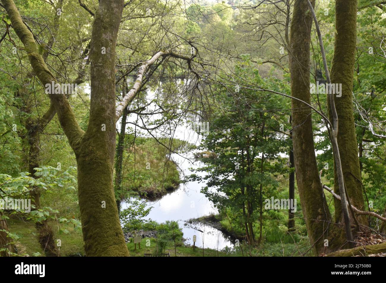 Meandering at Canonteign Falls in the Teign Valley Stock Photo - Alamy