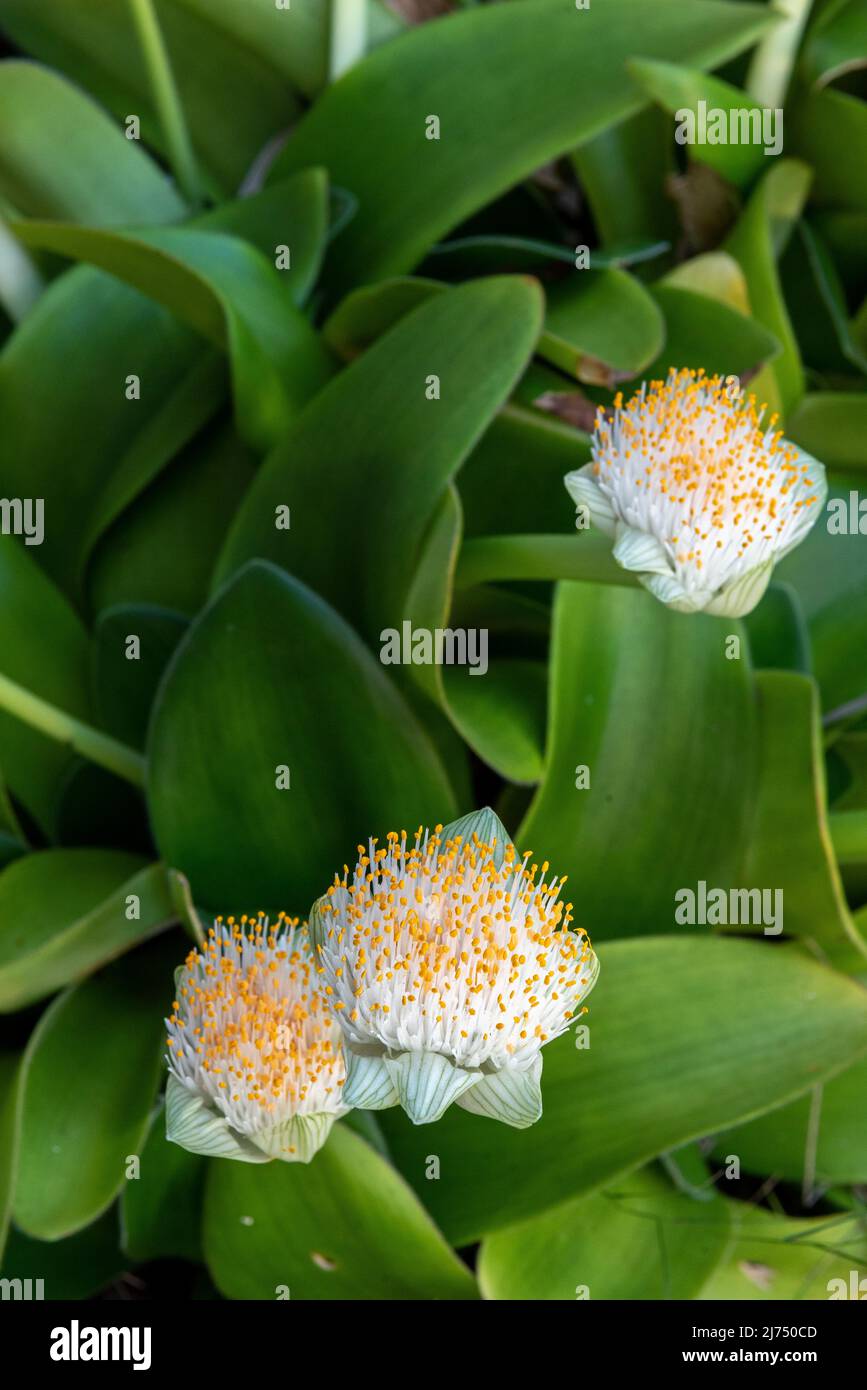 Haemanthus albiflos flowering in Makhanda/Grahamstown, Eastern Cape ...
