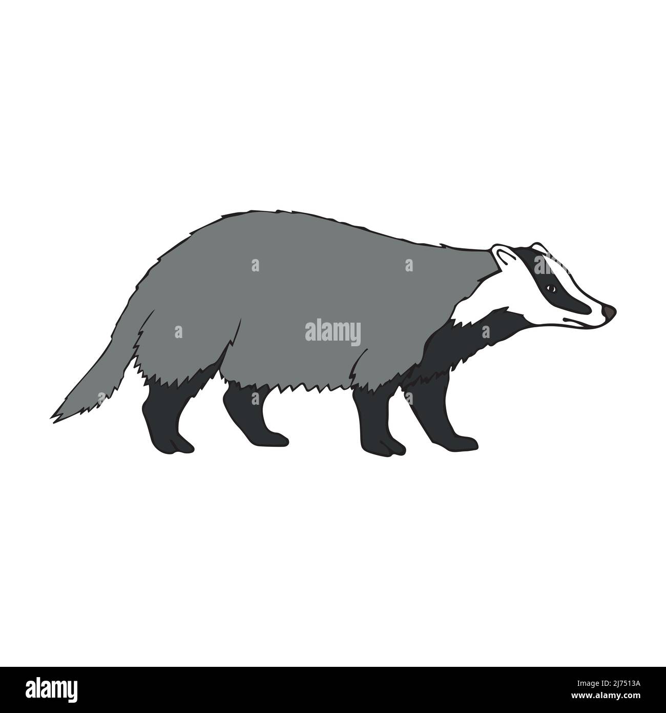 Vector hand drawn doodle sketch colored badger isolated on white ...