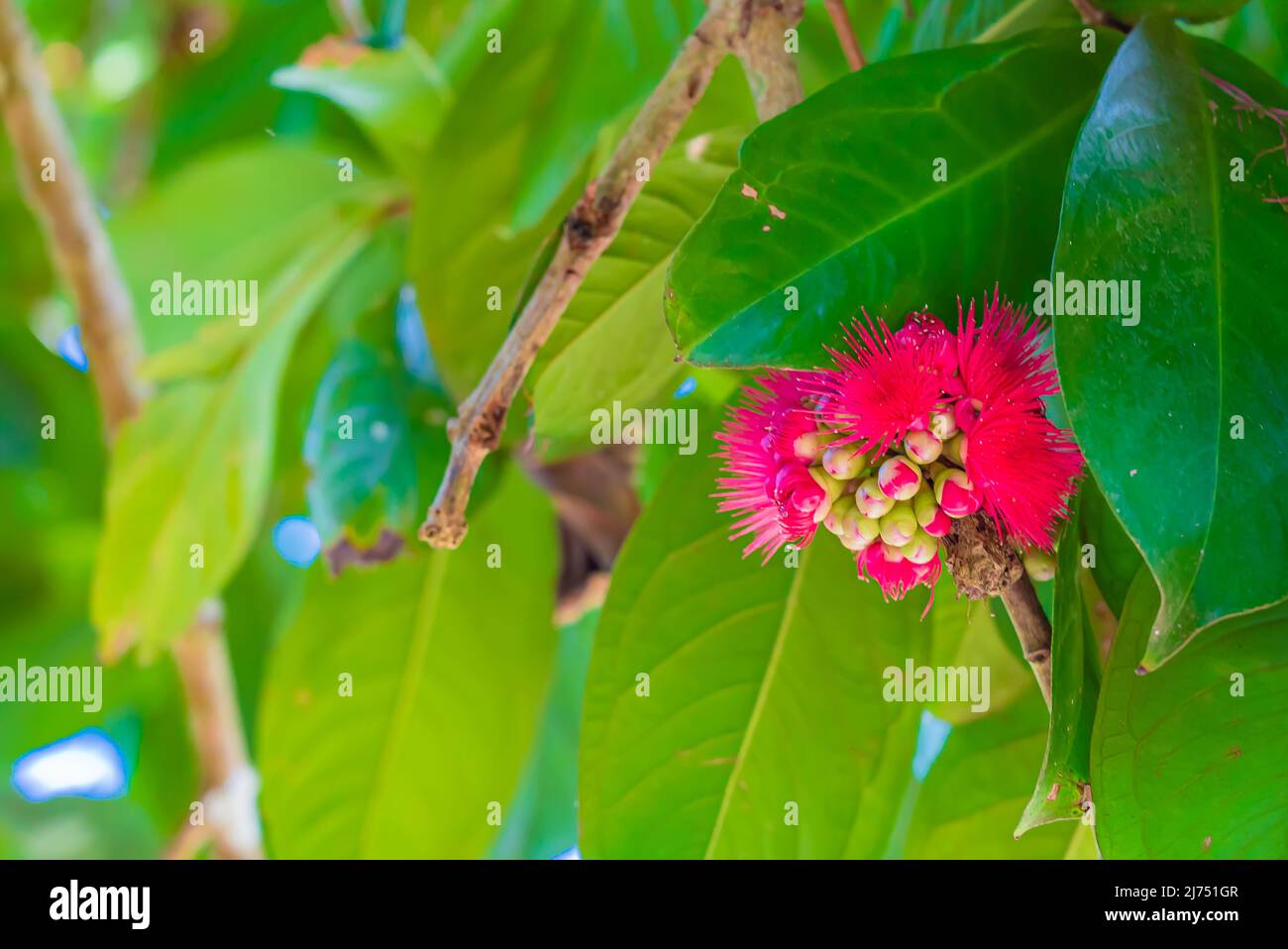 The beautiful deep pink flower of Malay rose apple. Syzygium malaccense ...