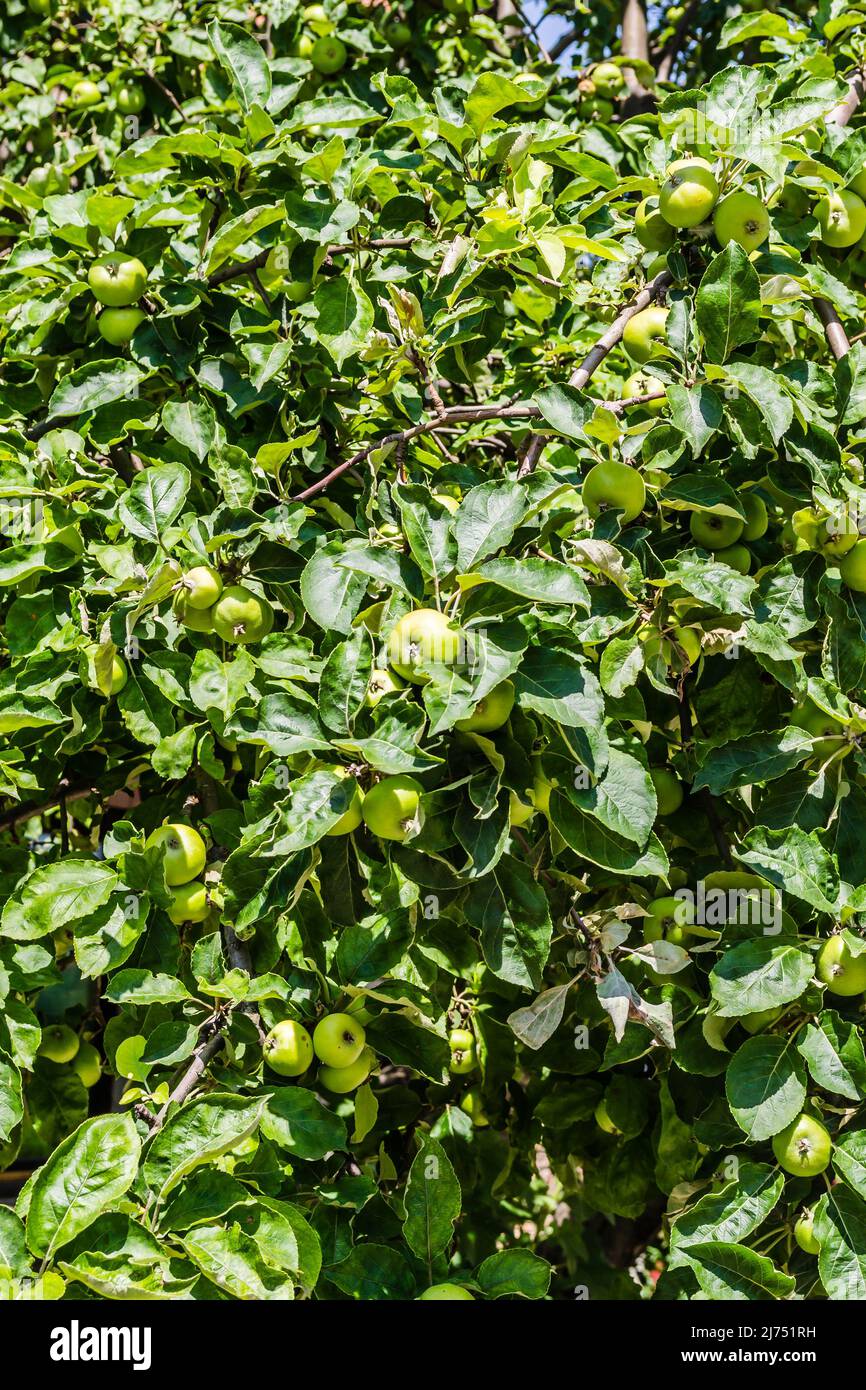 Immature green fruits are apples in the tree canopy. Immature green ...