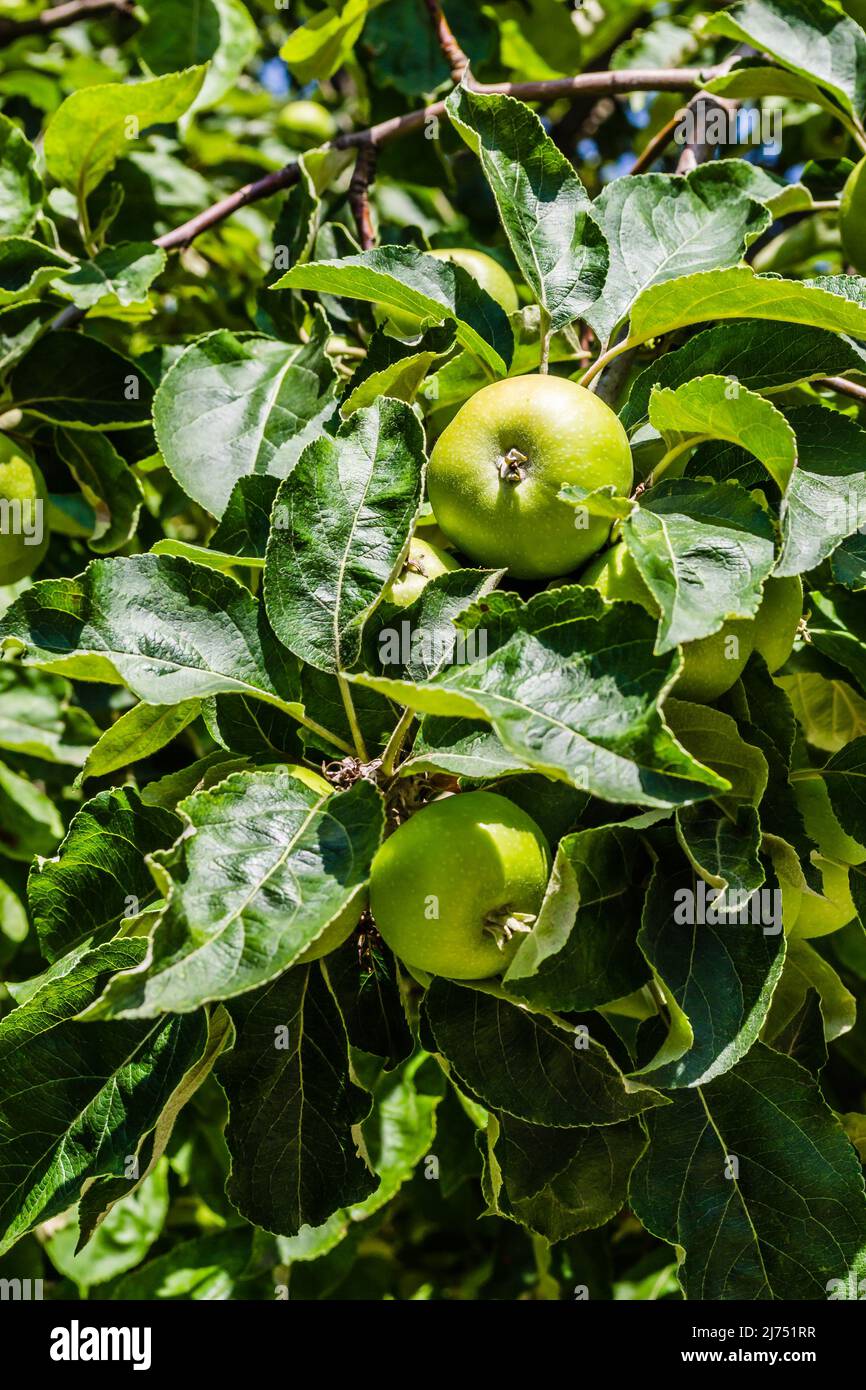 Immature green fruits are apples in the tree canopy. Immature green ...