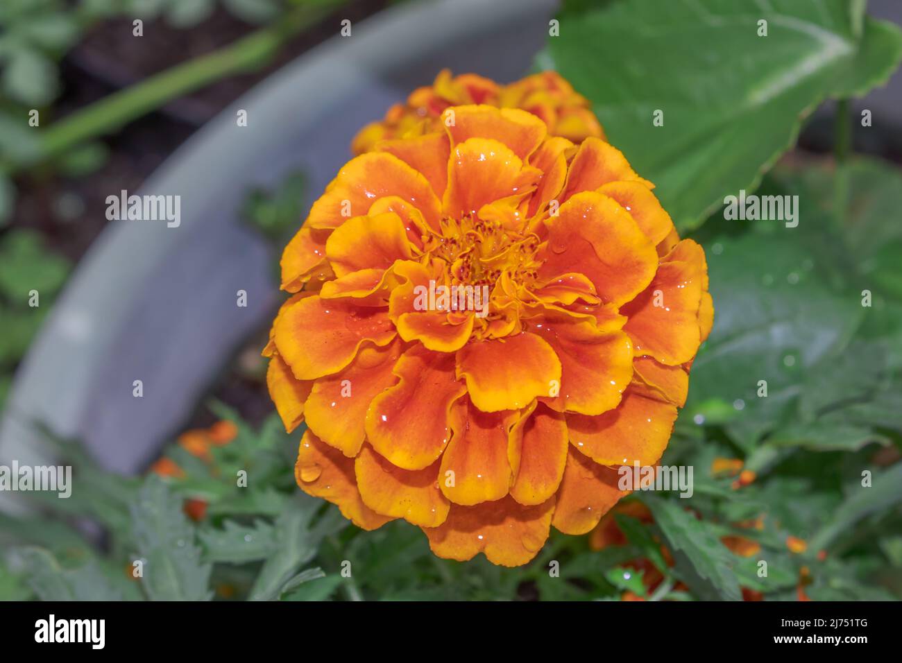 Yellow and red marigold (Tagetes) garden flowers during spring, Cape ...