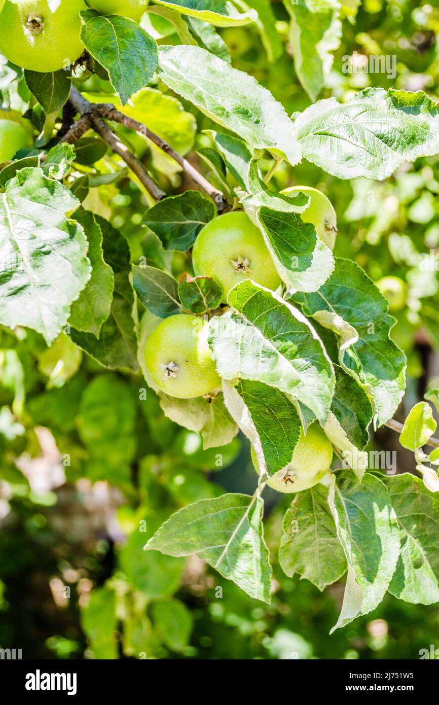 Immature green fruits are apples in the tree canopy. Immature green ...