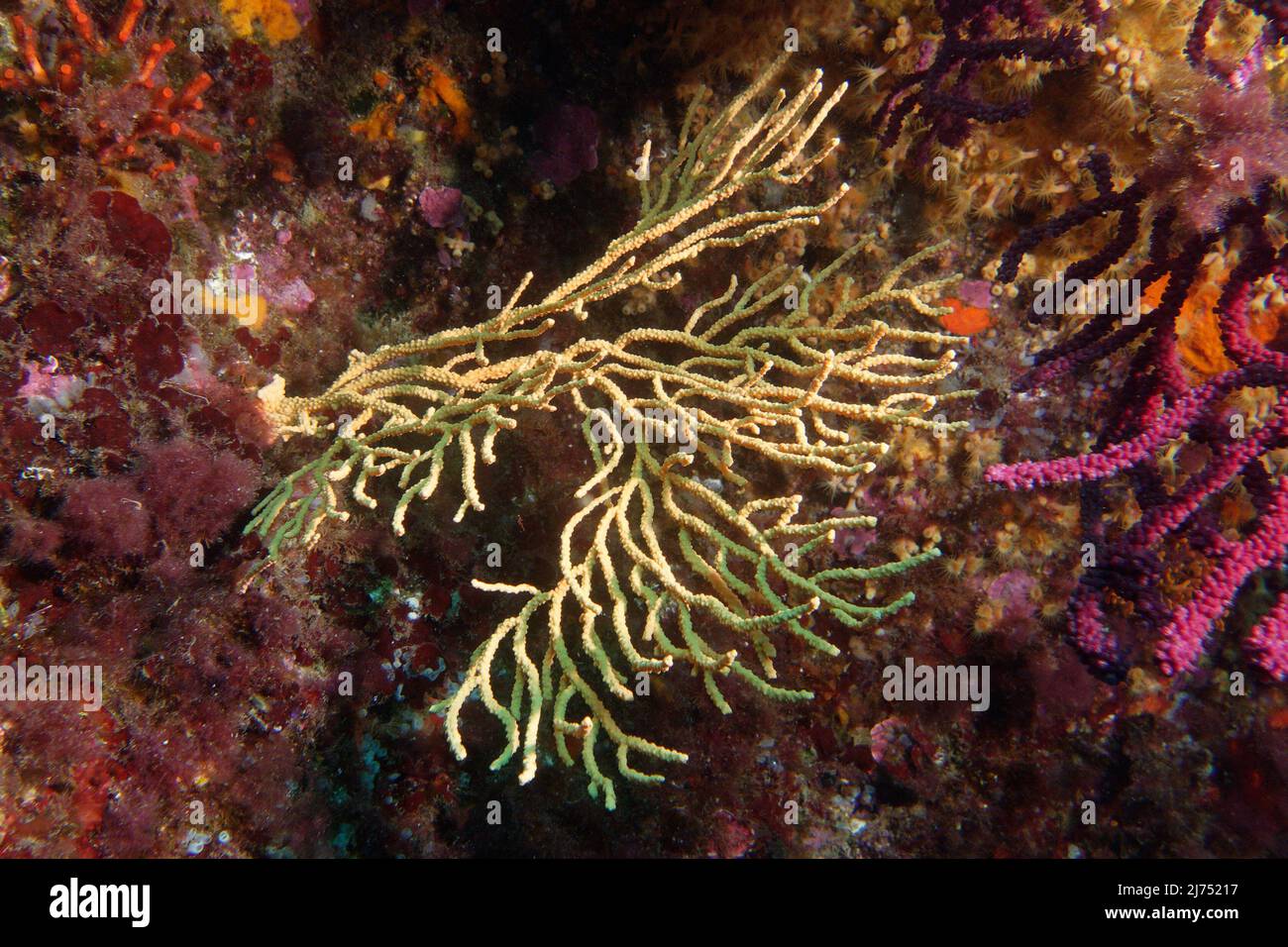 Yellow gorgonian or Yellow sea whip (Eunicella cavolini) in ...