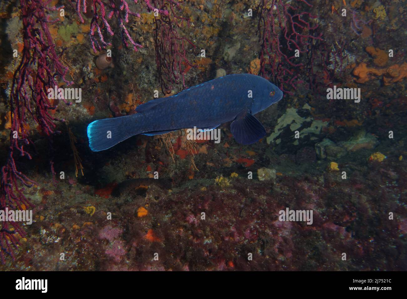 Male Brown wrasse or Cuckoo wrasse (Labrus merula) in Mediterranean Sea ...