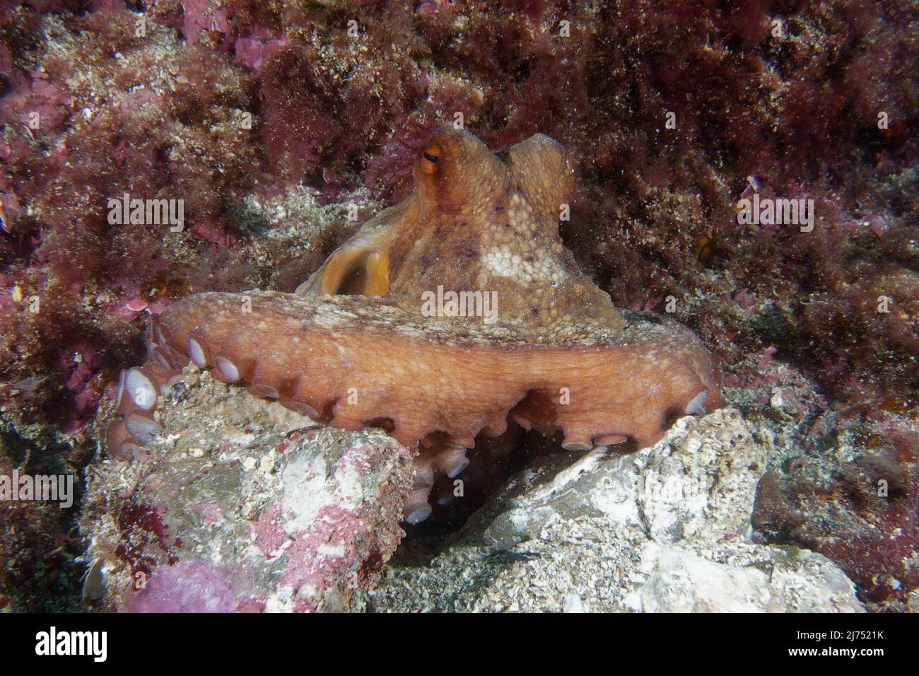 Common octopus (Octopus vulgaris Stock Photo - Alamy