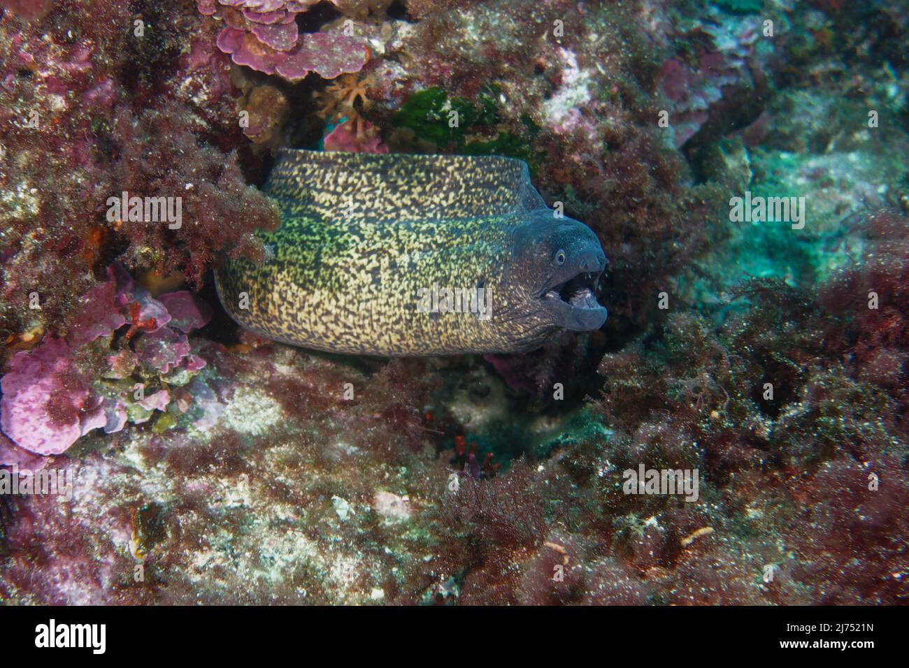 Common moray (Muraena helena) in Mediterranean Sea Stock Photo - Alamy