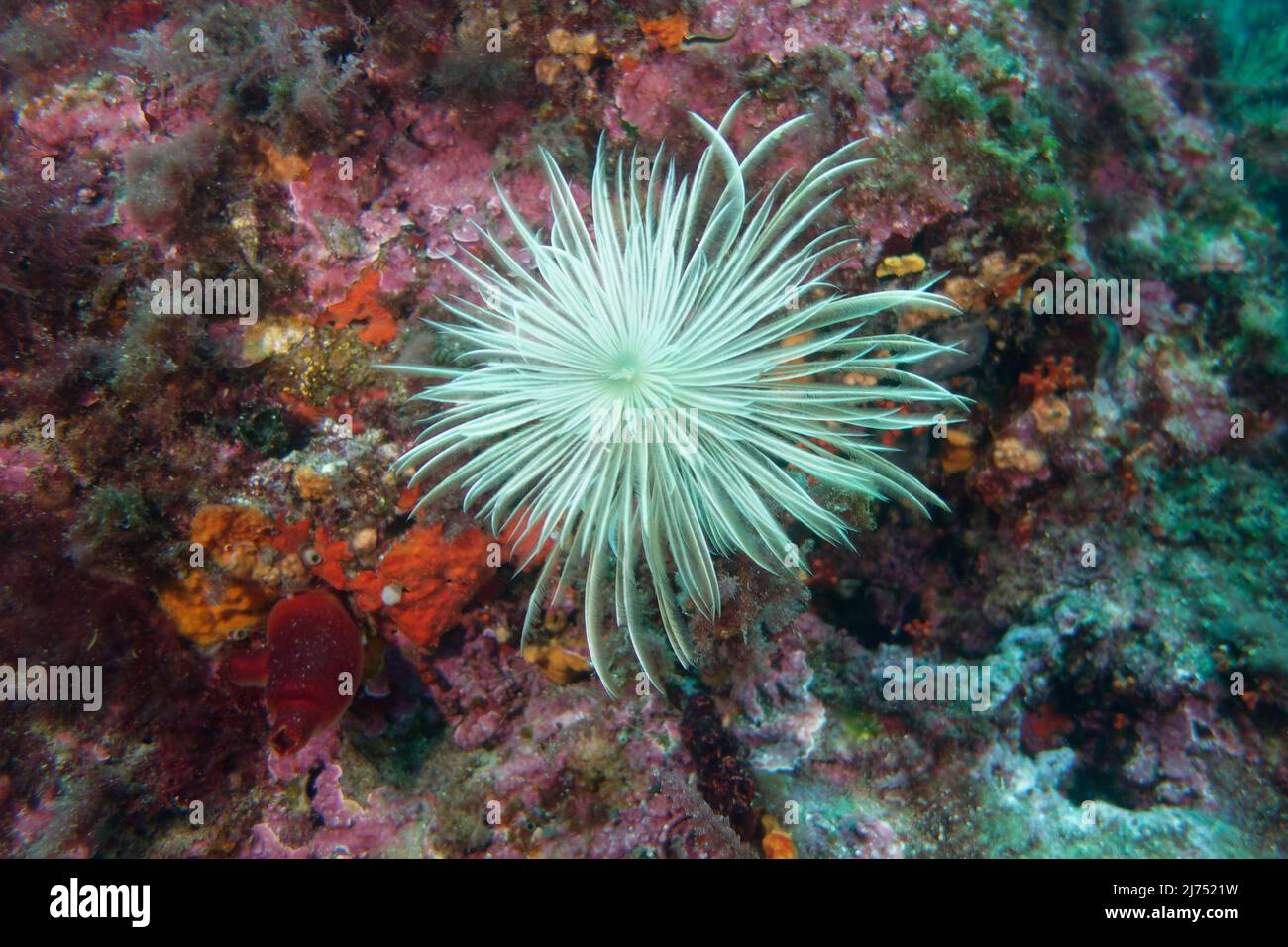 Spiral tube-worm (Sabella spallanzanii) in Mediterranean Sea Stock ...