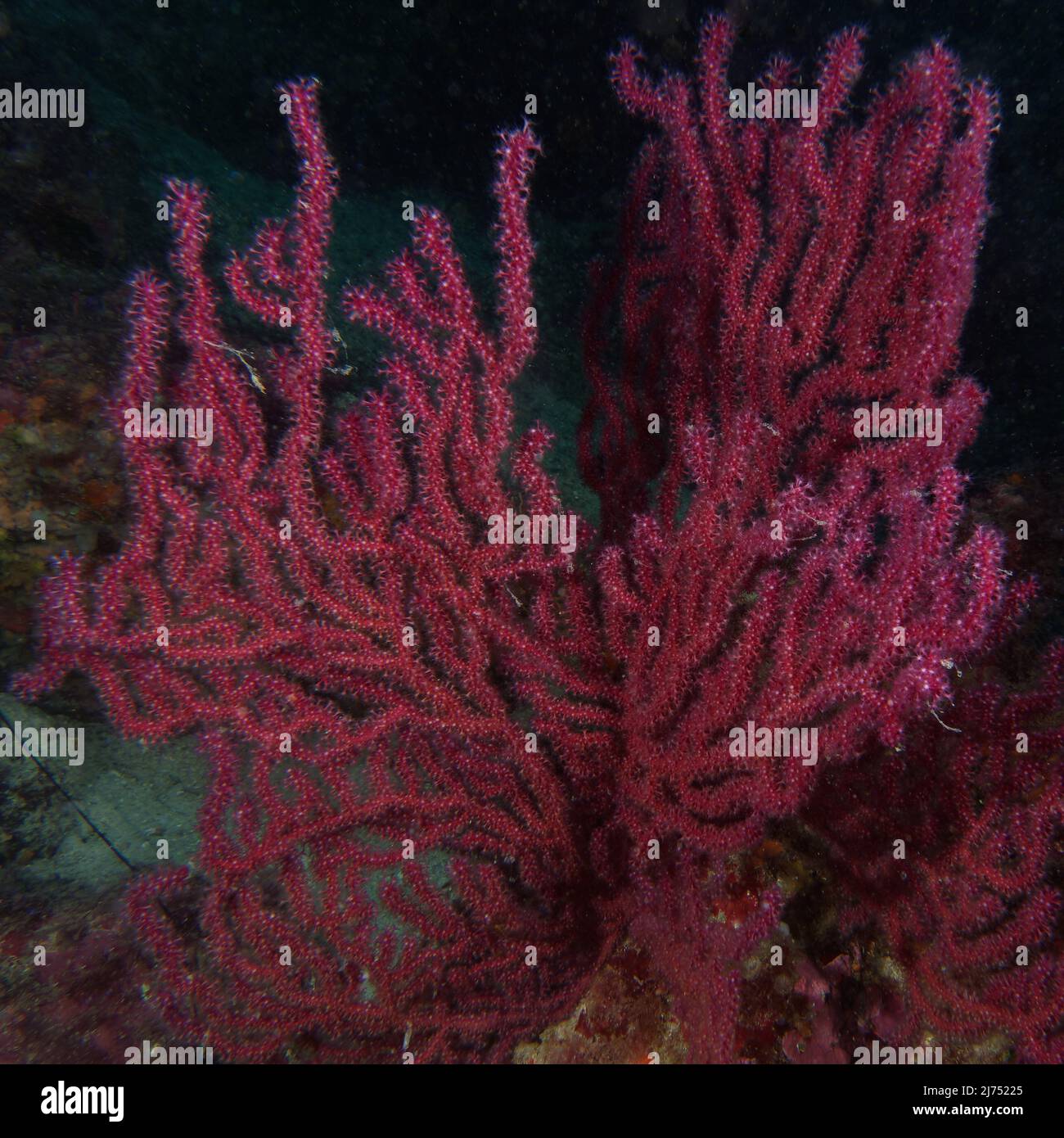 Purple Gorgonians (Paramuricea clavata) in Mediterranean Sea Stock ...