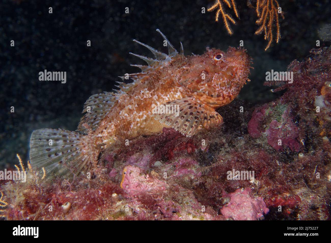 Large-scaled scorpionfish (Scorpaena scrofa Stock Photo - Alamy