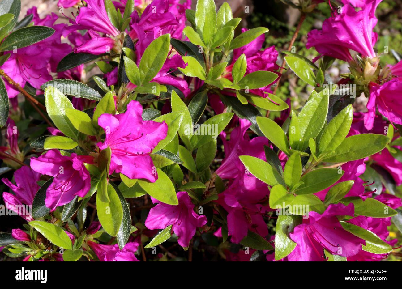Purple Azalea in Bloom Stock Photo - Alamy