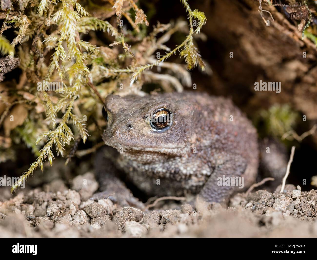 Common toad in spring in mid Wales Stock Photo - Alamy