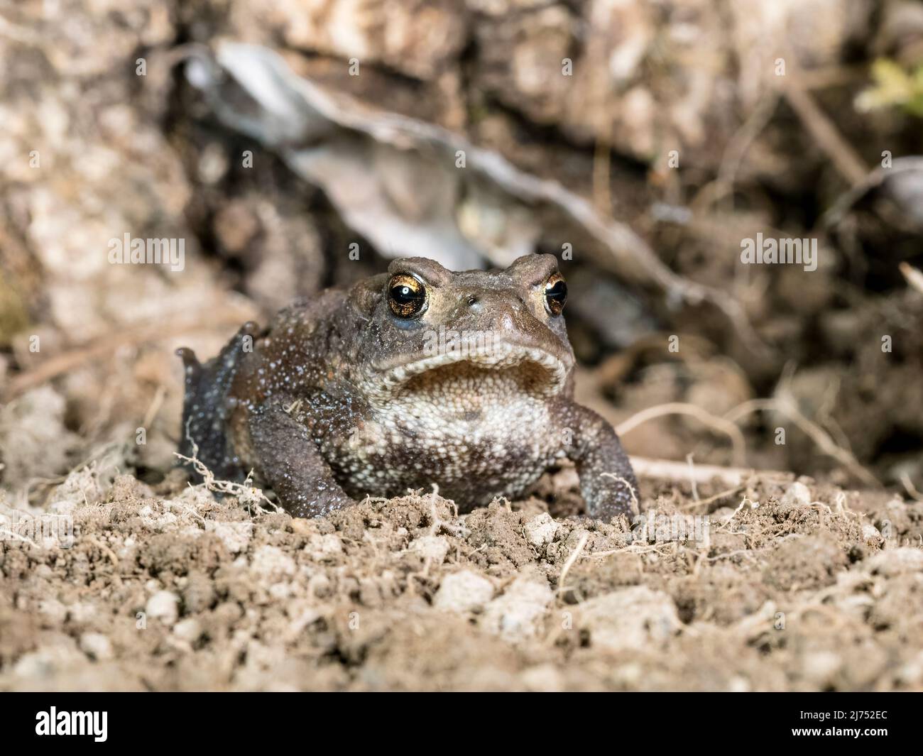 Common toad in spring in mid Wales Stock Photo - Alamy