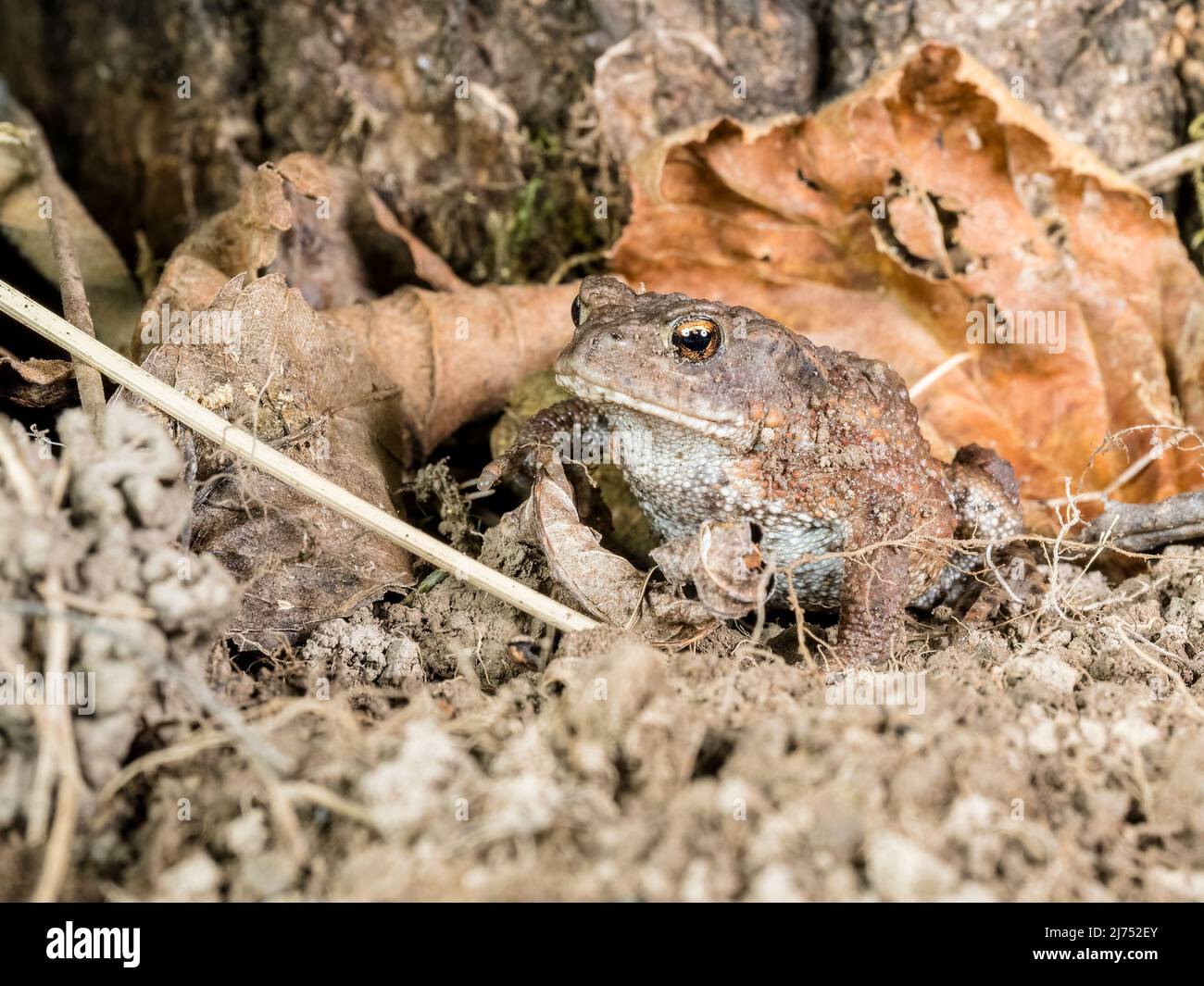 Common toad in spring in mid Wales Stock Photo - Alamy