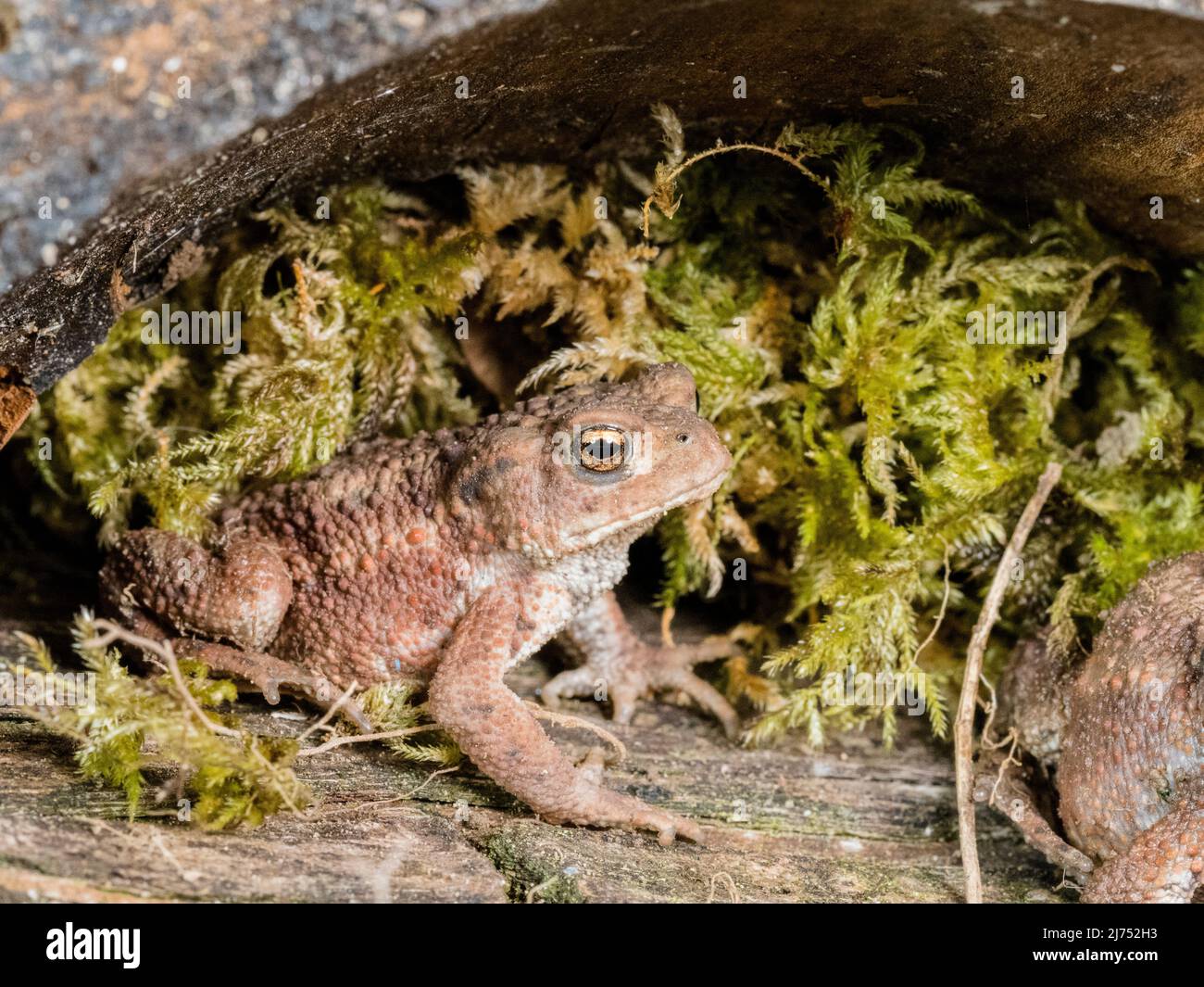 Common toad in spring in mid Wales Stock Photo - Alamy