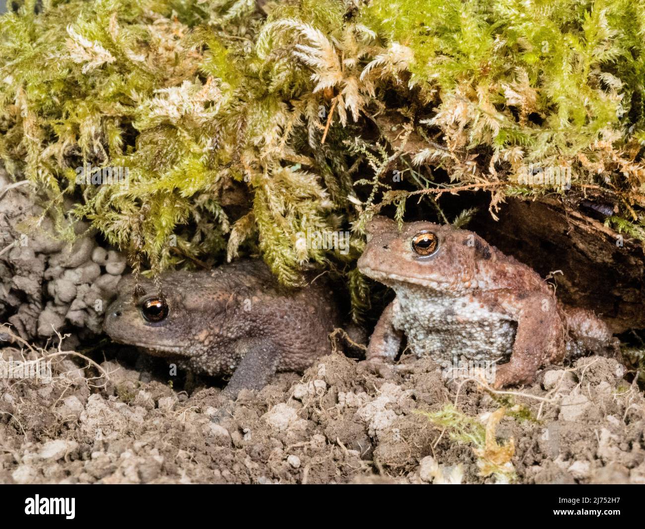 Common toad in spring in mid Wales Stock Photo - Alamy