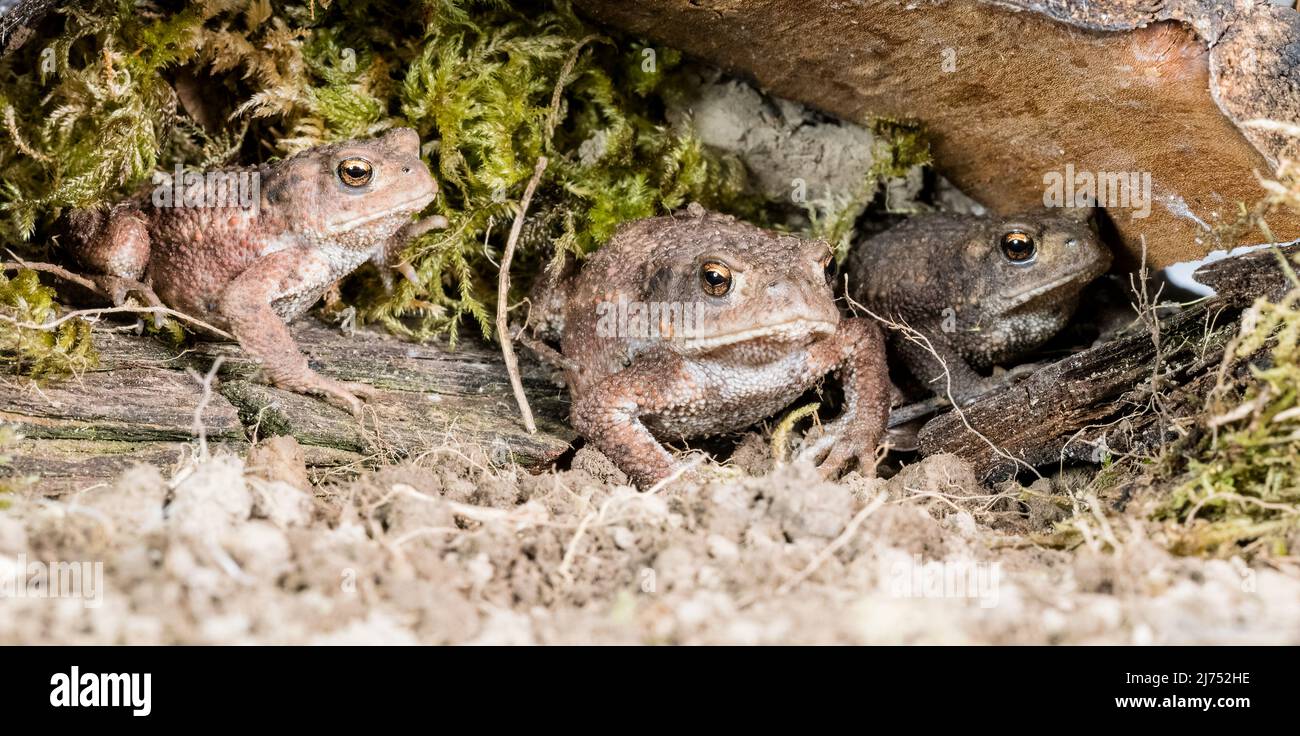 Common toad in spring in mid Wales Stock Photo - Alamy