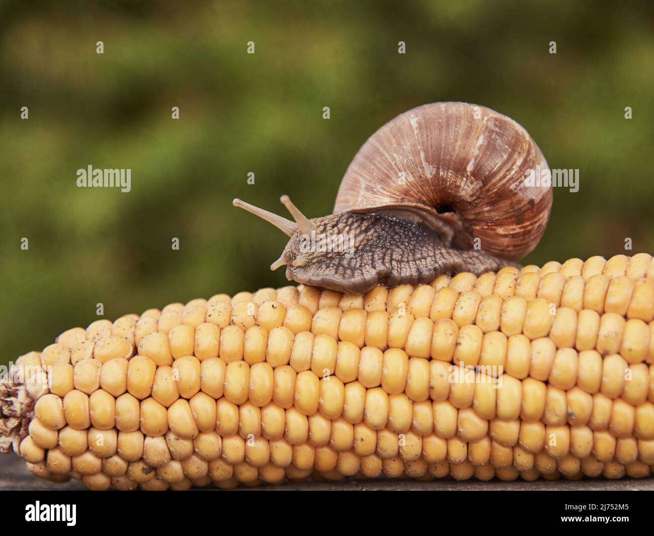 Mucus corn hi-res stock photography and images - Alamy