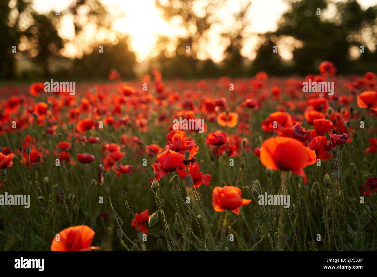 Camera moves between the flowers of red poppies. Poppy as a remembrance ...