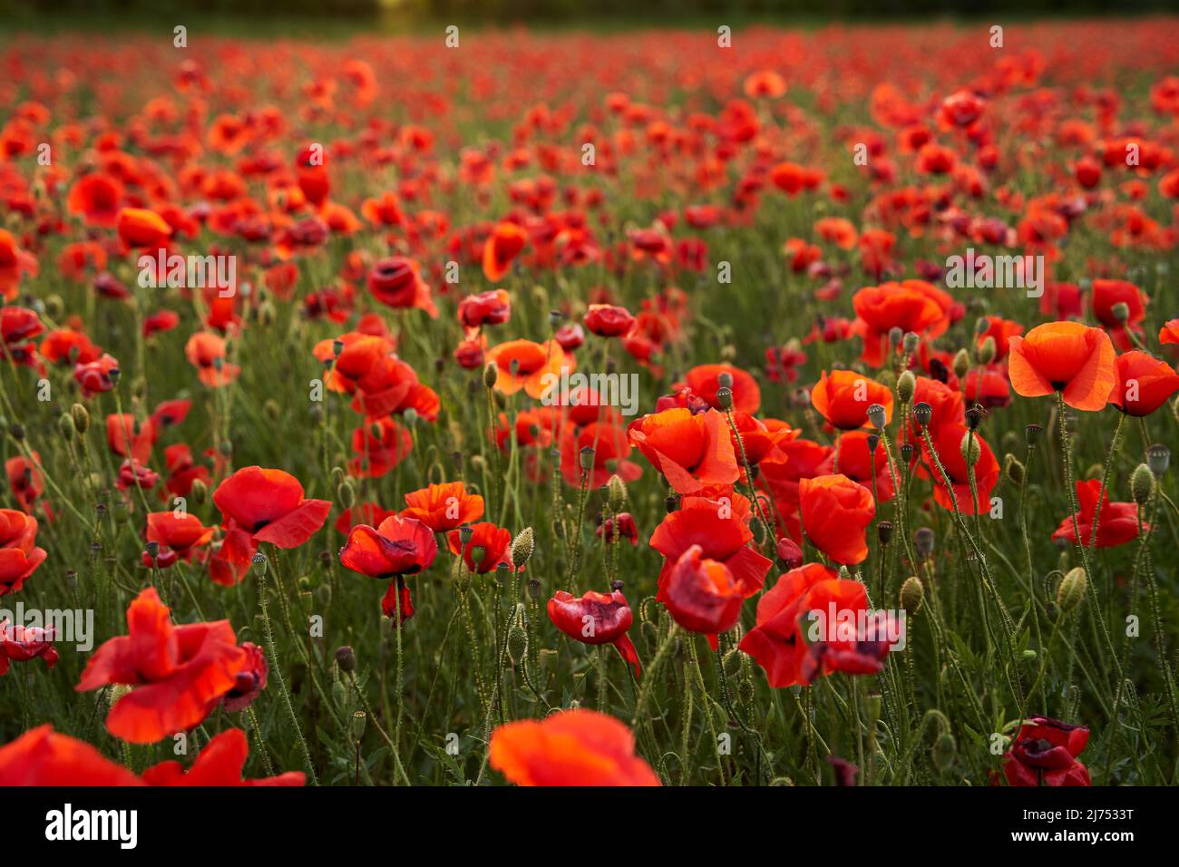 Camera moves between the flowers of red poppies. Poppy as a remembrance ...
