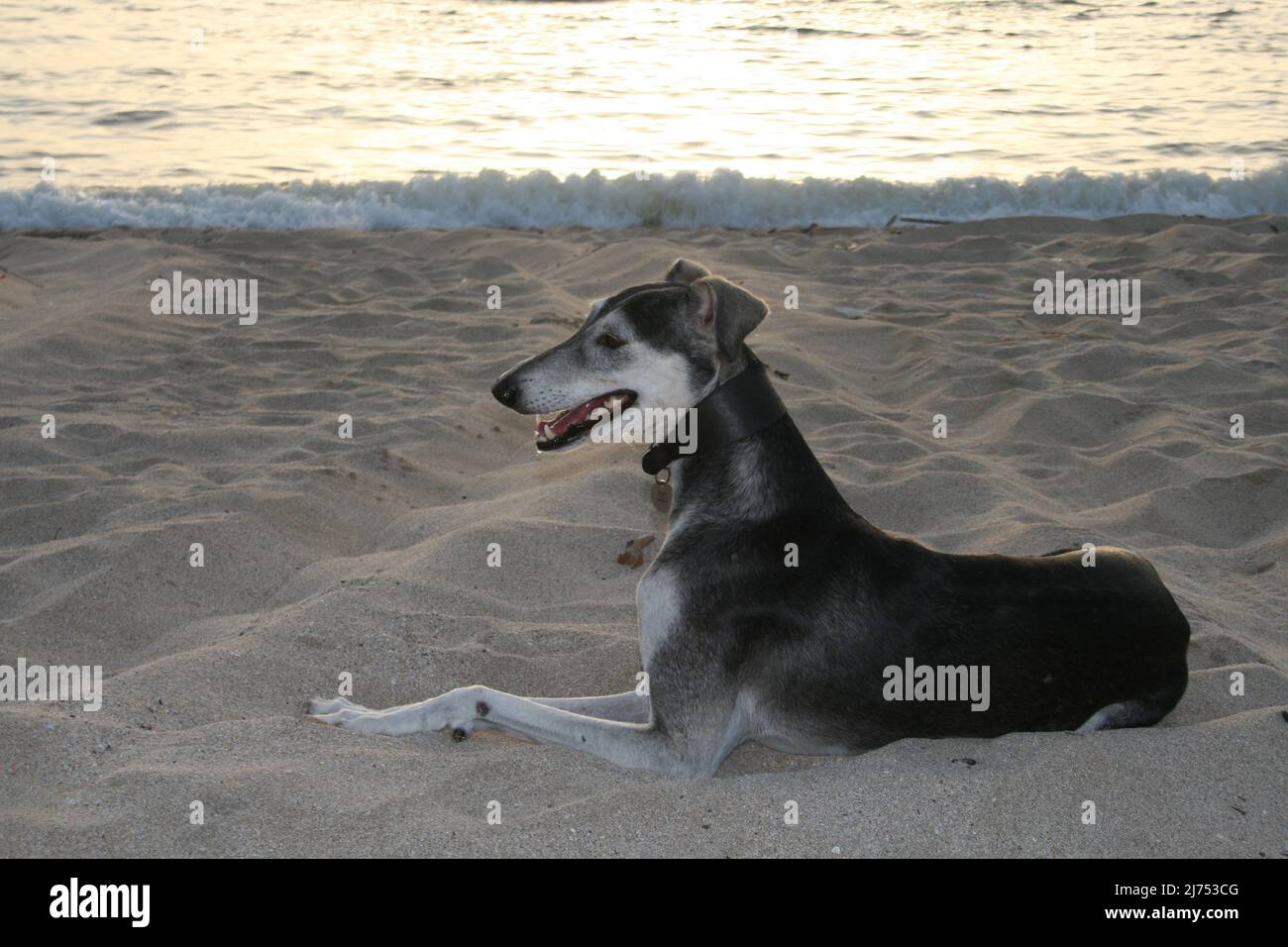 Saluki dog, Qurm beach Oman Stock Photo - Alamy