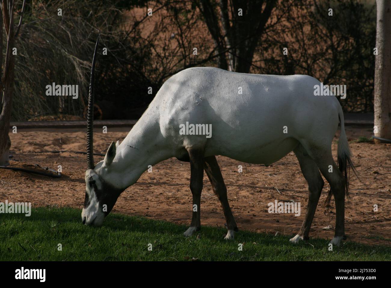 Al maha resort dubai hi-res stock photography and images - Alamy