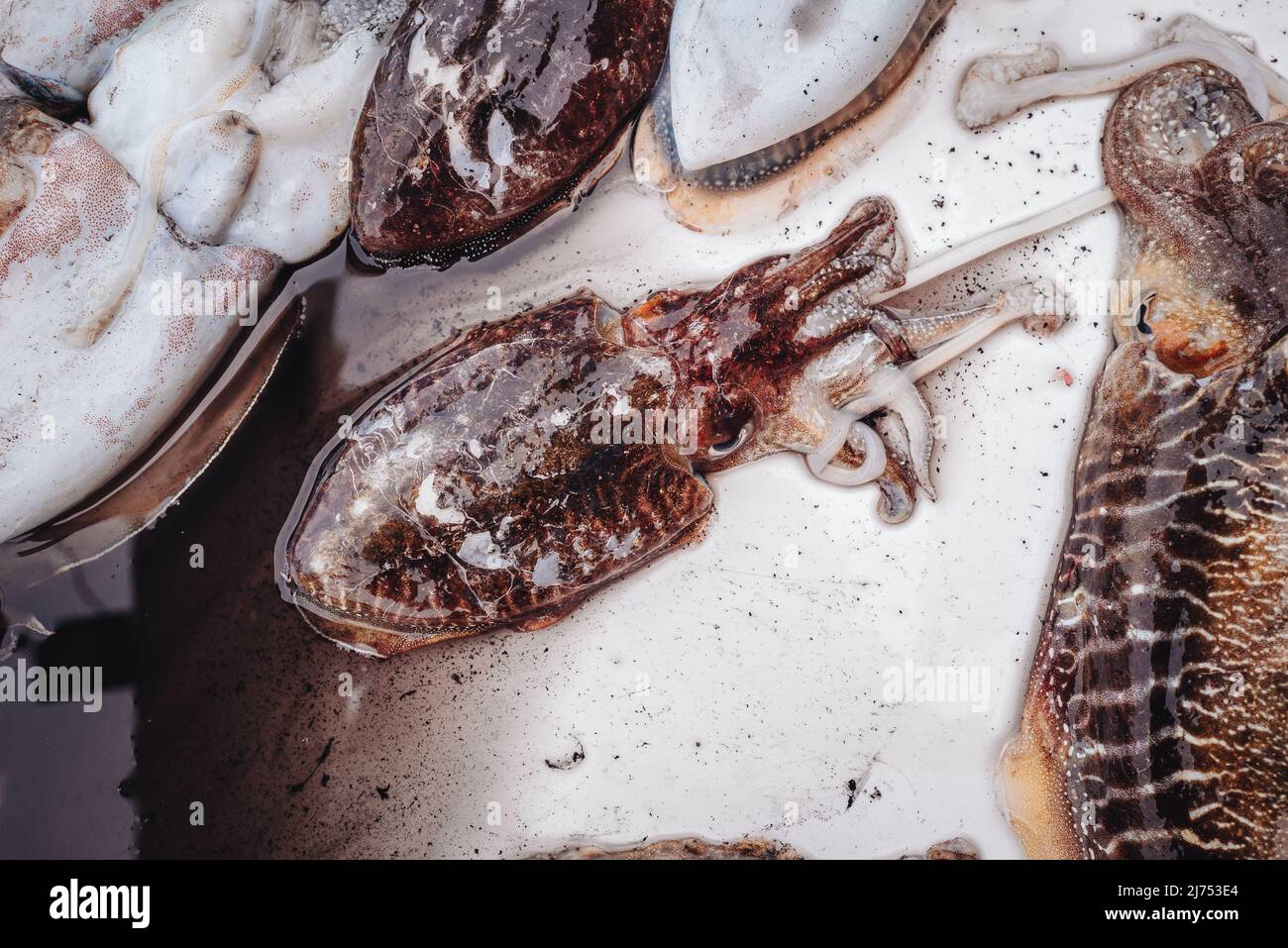 Fresh raw cuttlefish form a local fish market in Gallipoli, Puglia ...