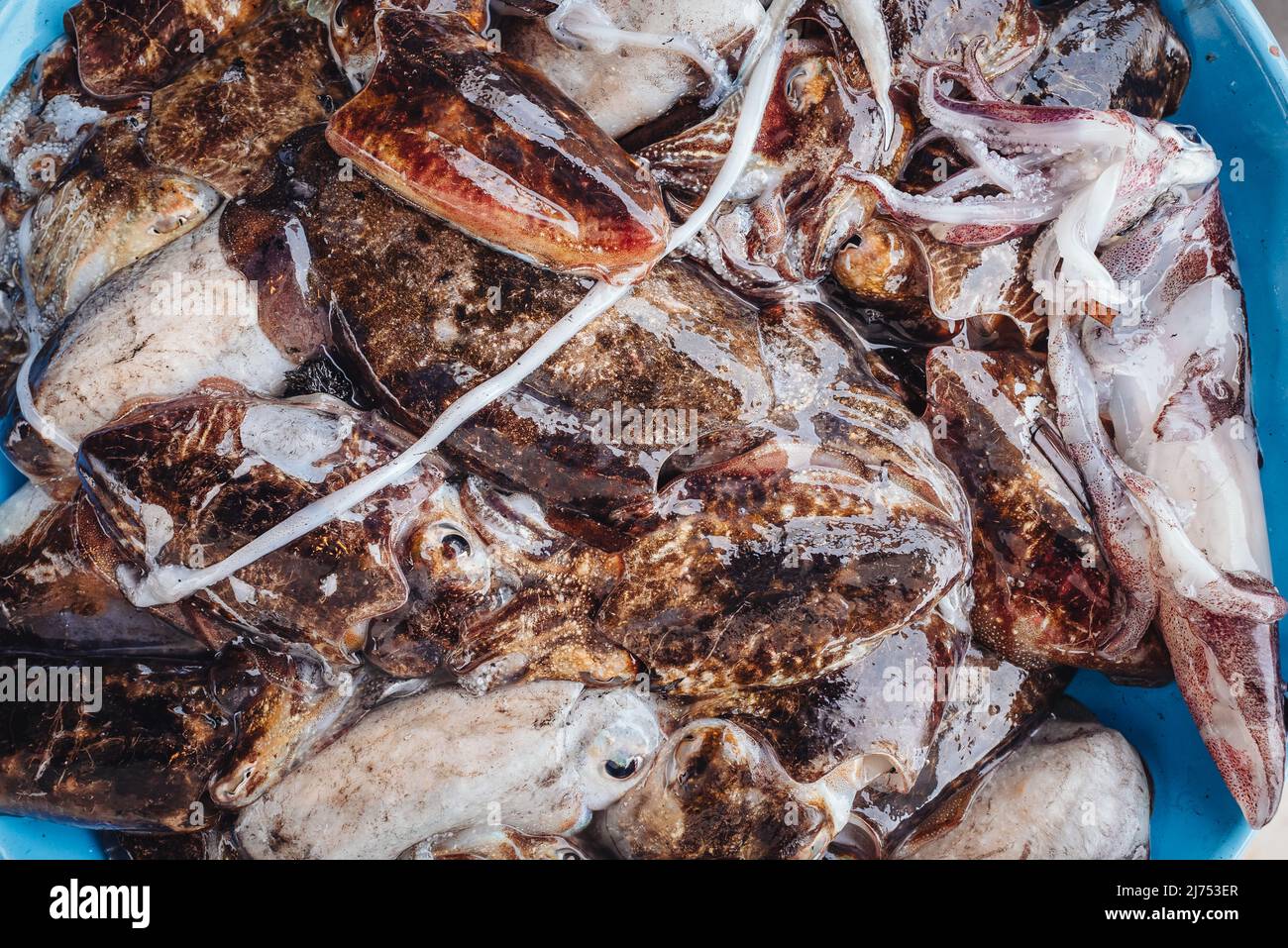 Fresh raw cuttlefish form a local fish market in Gallipoli, Puglia ...