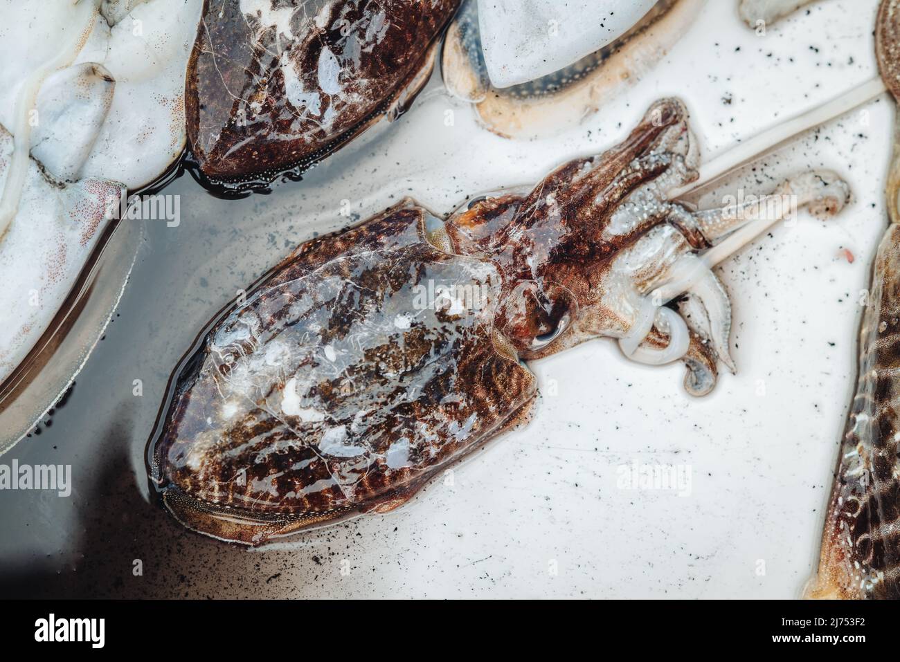 Fresh raw cuttlefish form a local fish market in Gallipoli, Puglia ...