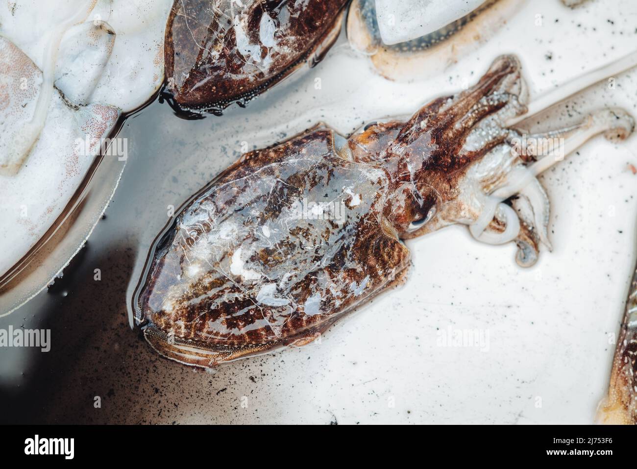 Fresh raw cuttlefish form a local fish market in Gallipoli, Puglia ...