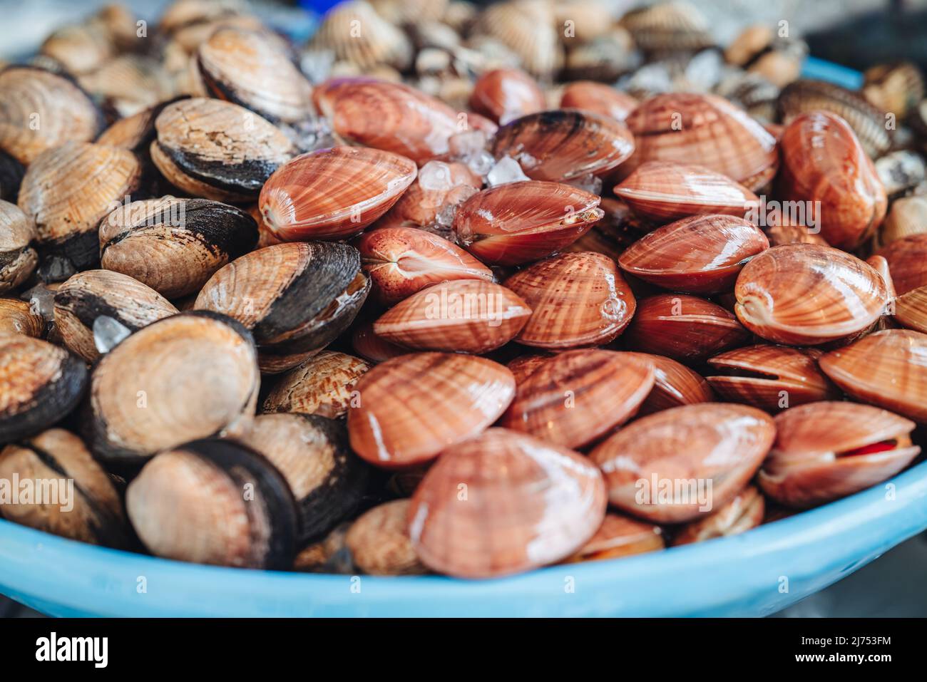Fresh raw clams form a local fish market in Gallipoli, Puglia Stock ...