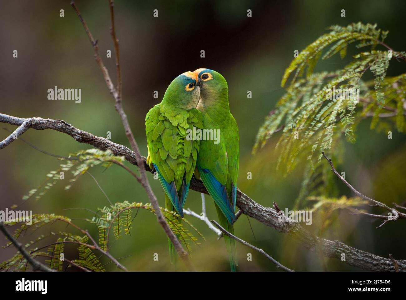 Periquito rei hi-res stock photography and images - Alamy