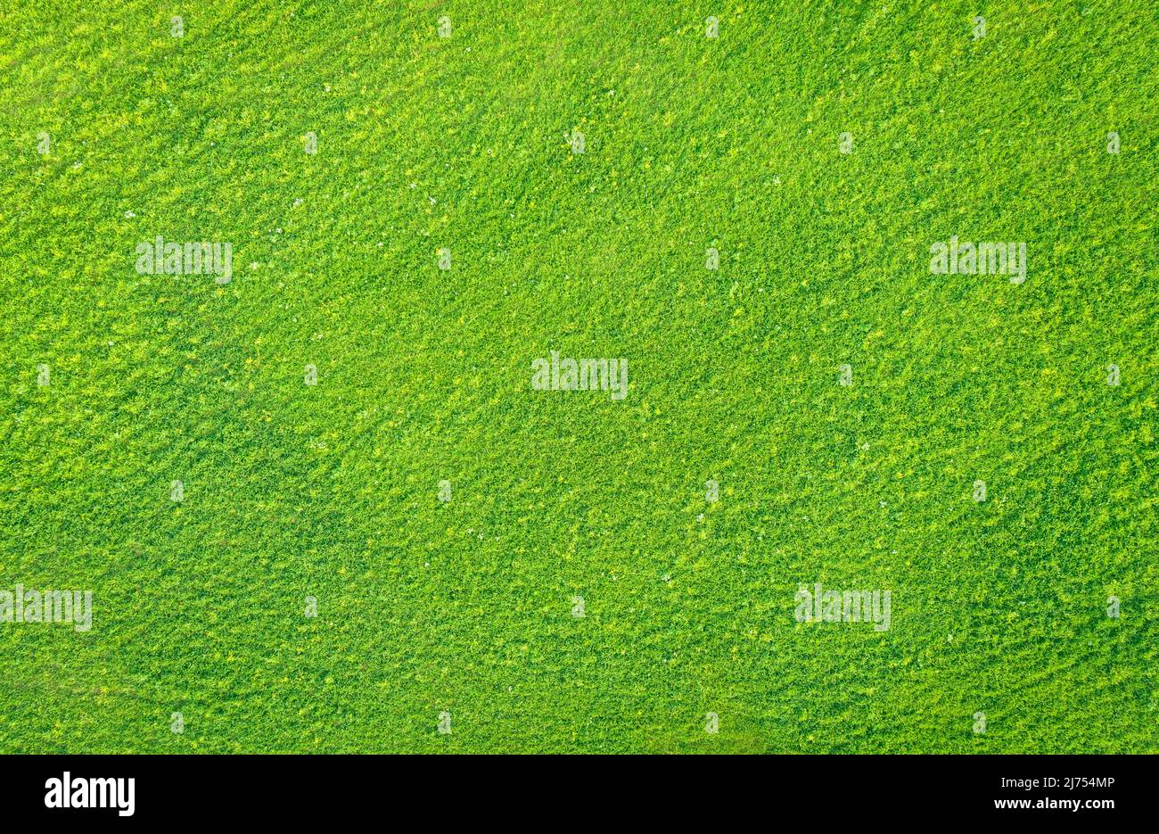 Grass texture top view hi-res stock photography and images - Alamy