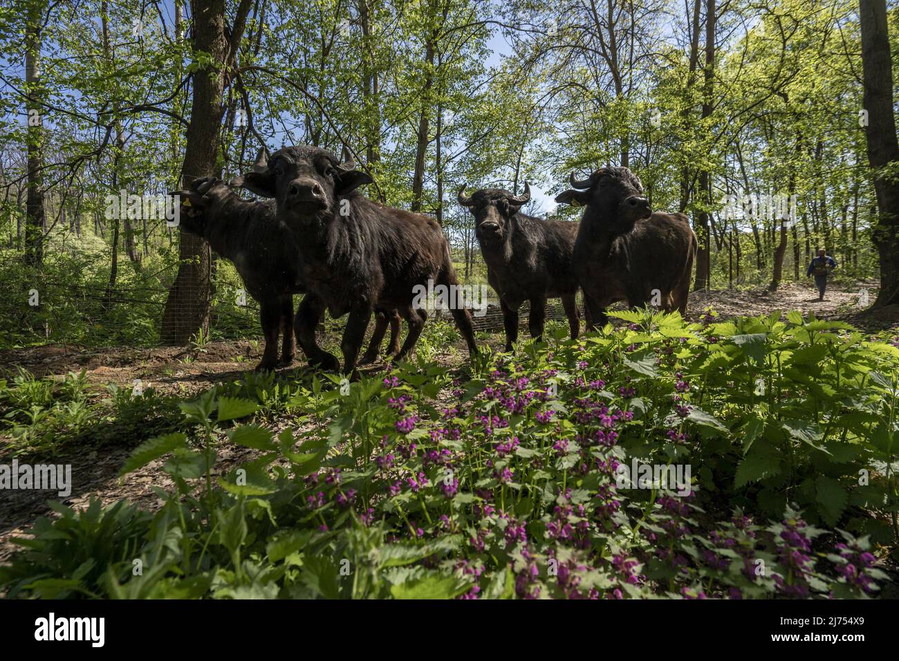 Ecopark employees herd buffalo from the park to be brought to the town ...