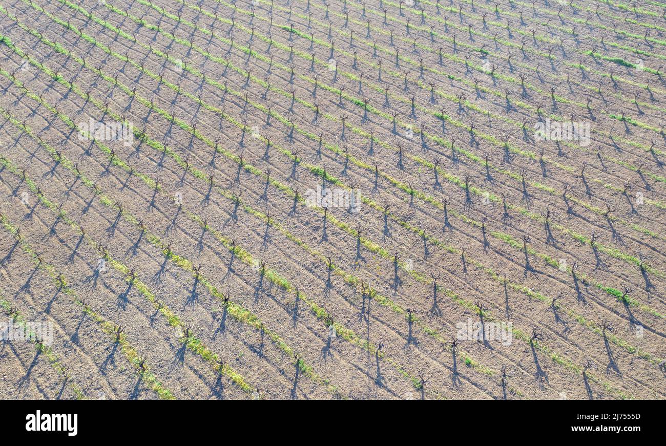 Rows of vine plants in a field with long shadows. Top view, vanishing ...