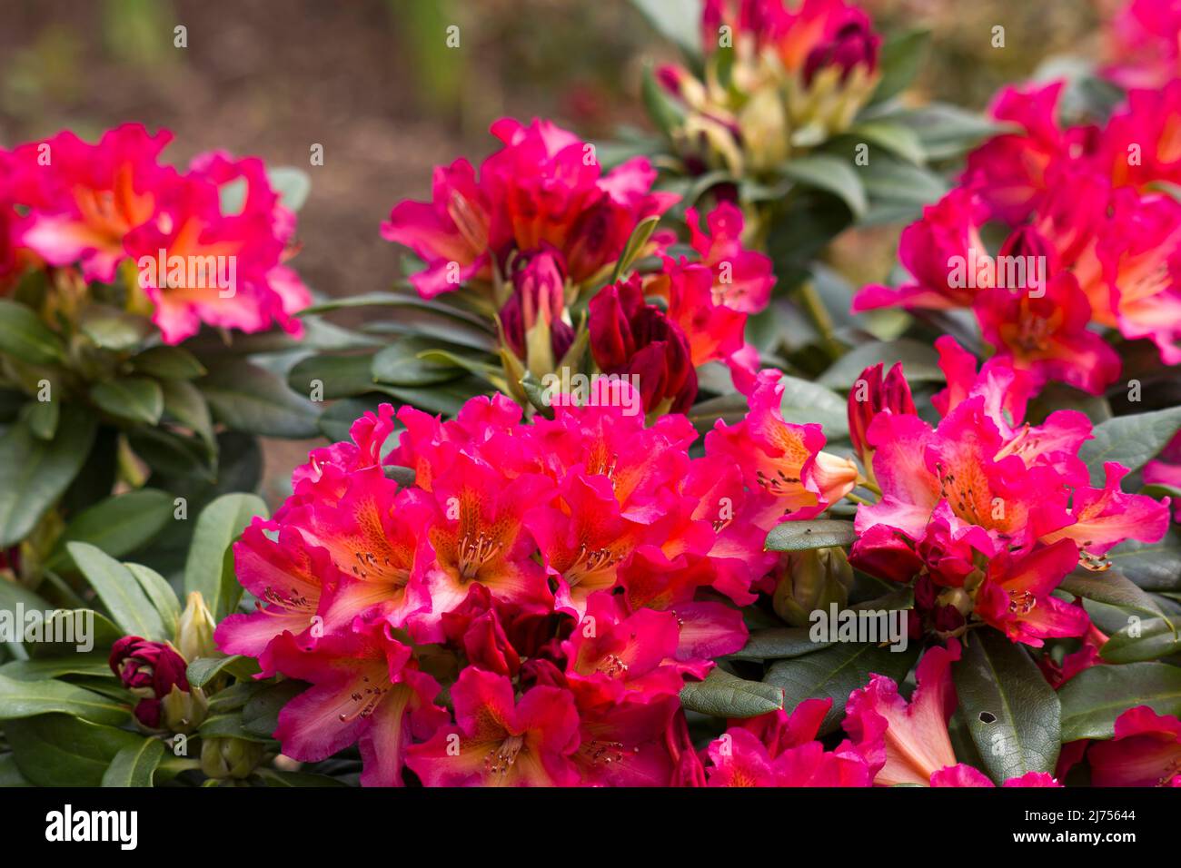 Blooming red rhododendron flowers in a garden Stock Photo - Alamy