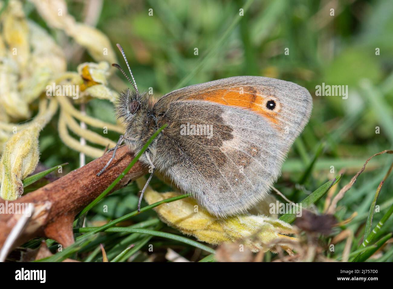 Small heath butterfly (Coenonympha pamphilus) settled in chalk ...