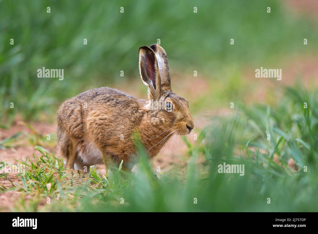 European hares uk hi-res stock photography and images - Alamy