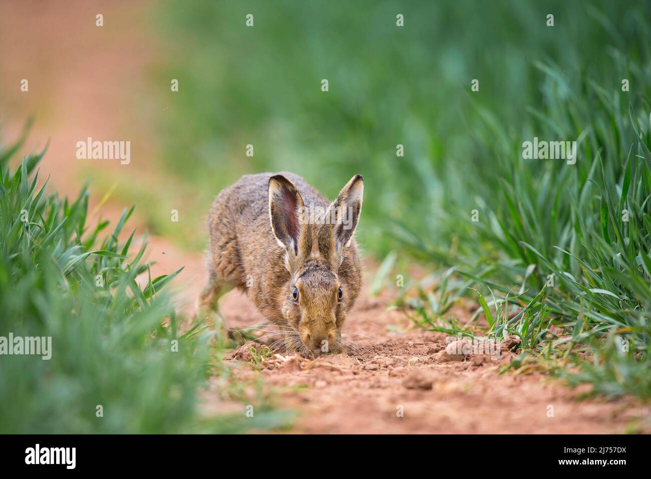 Hares uk hi-res stock photography and images - Alamy