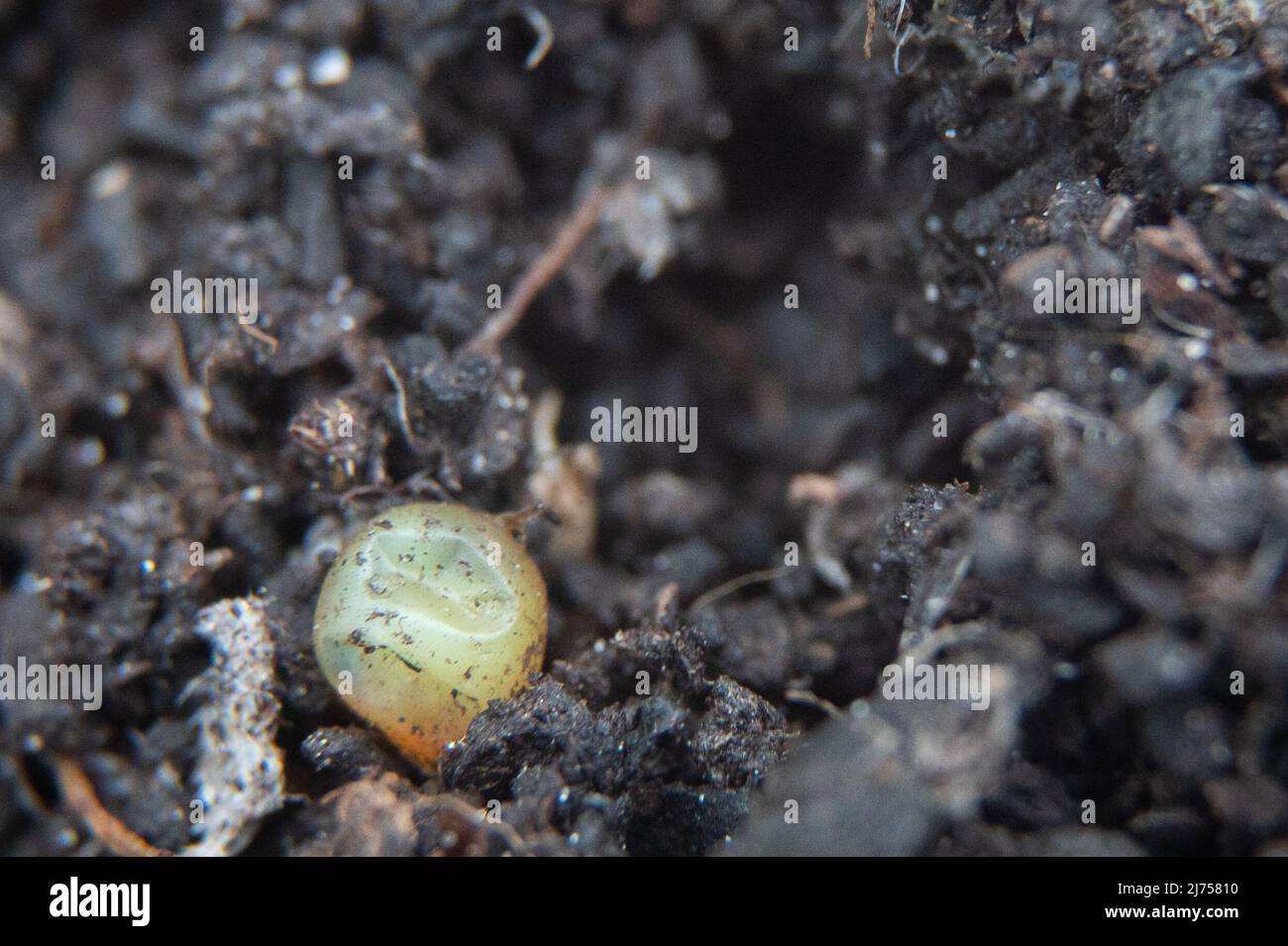 Earthworm cocoon hi-res stock photography and images - Alamy