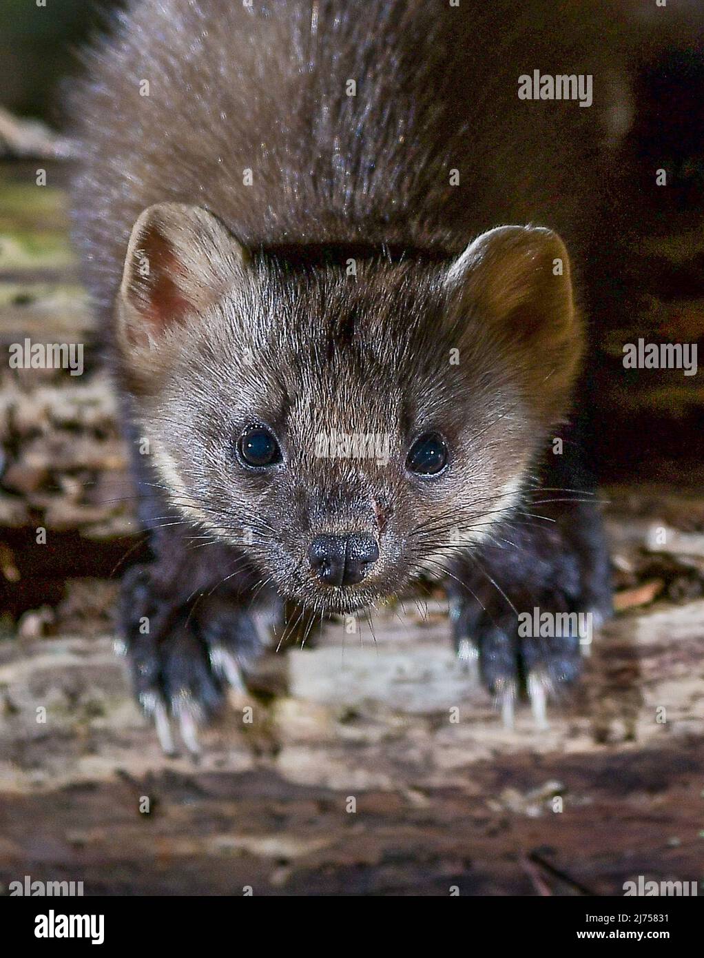 Dyfi forest pine marten hi-res stock photography and images - Alamy