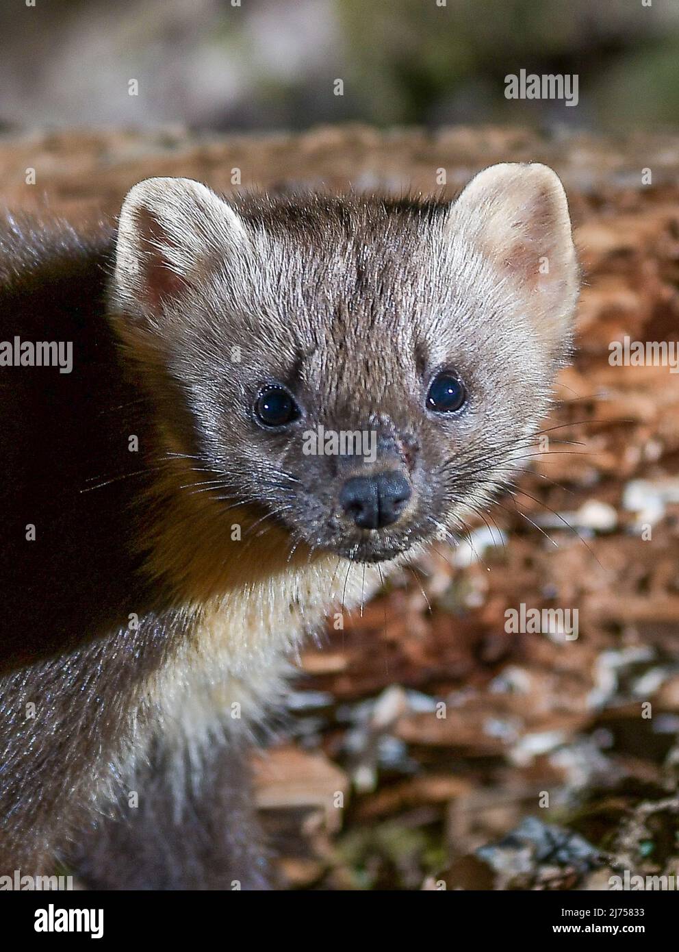 Welsh Pine Marten Stock Photo - Alamy