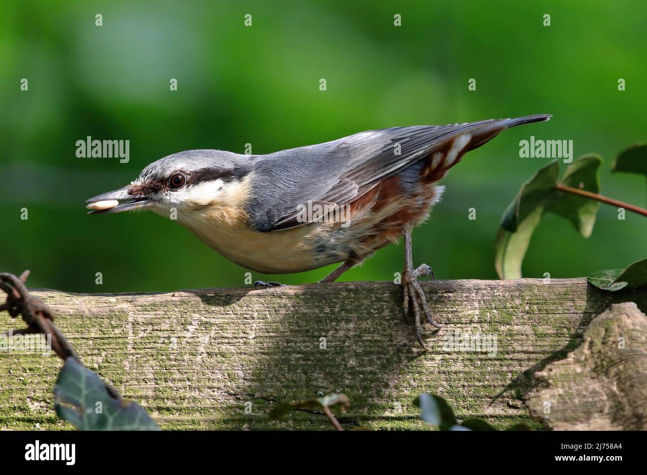 European Nuthatch (Sitta Europaea Stock Photo - Alamy