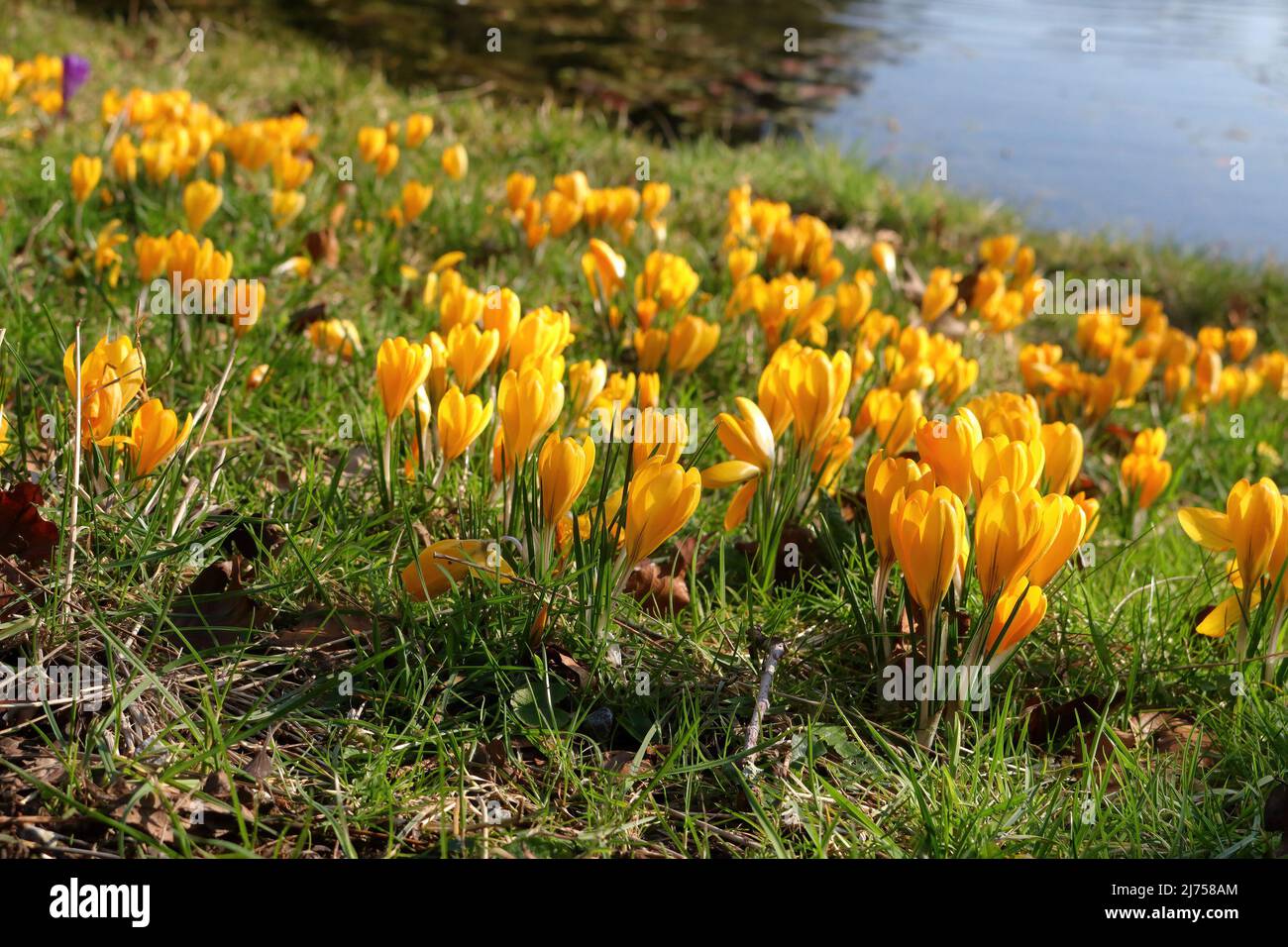 Crocus flowering in early Spring Stock Photo - Alamy