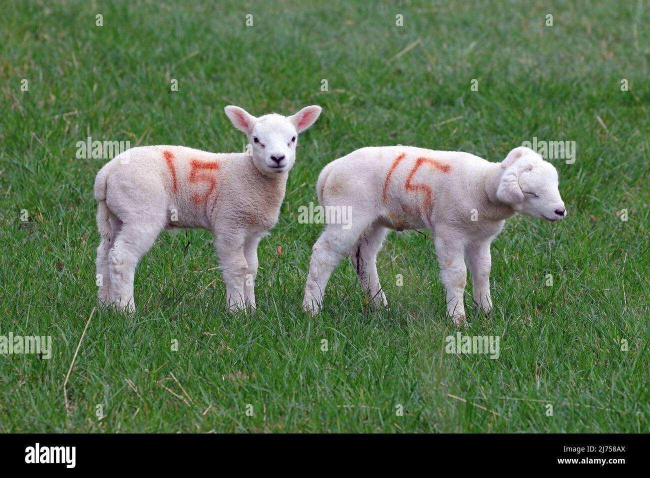 Farmed animal hi-res stock photography and images - Alamy