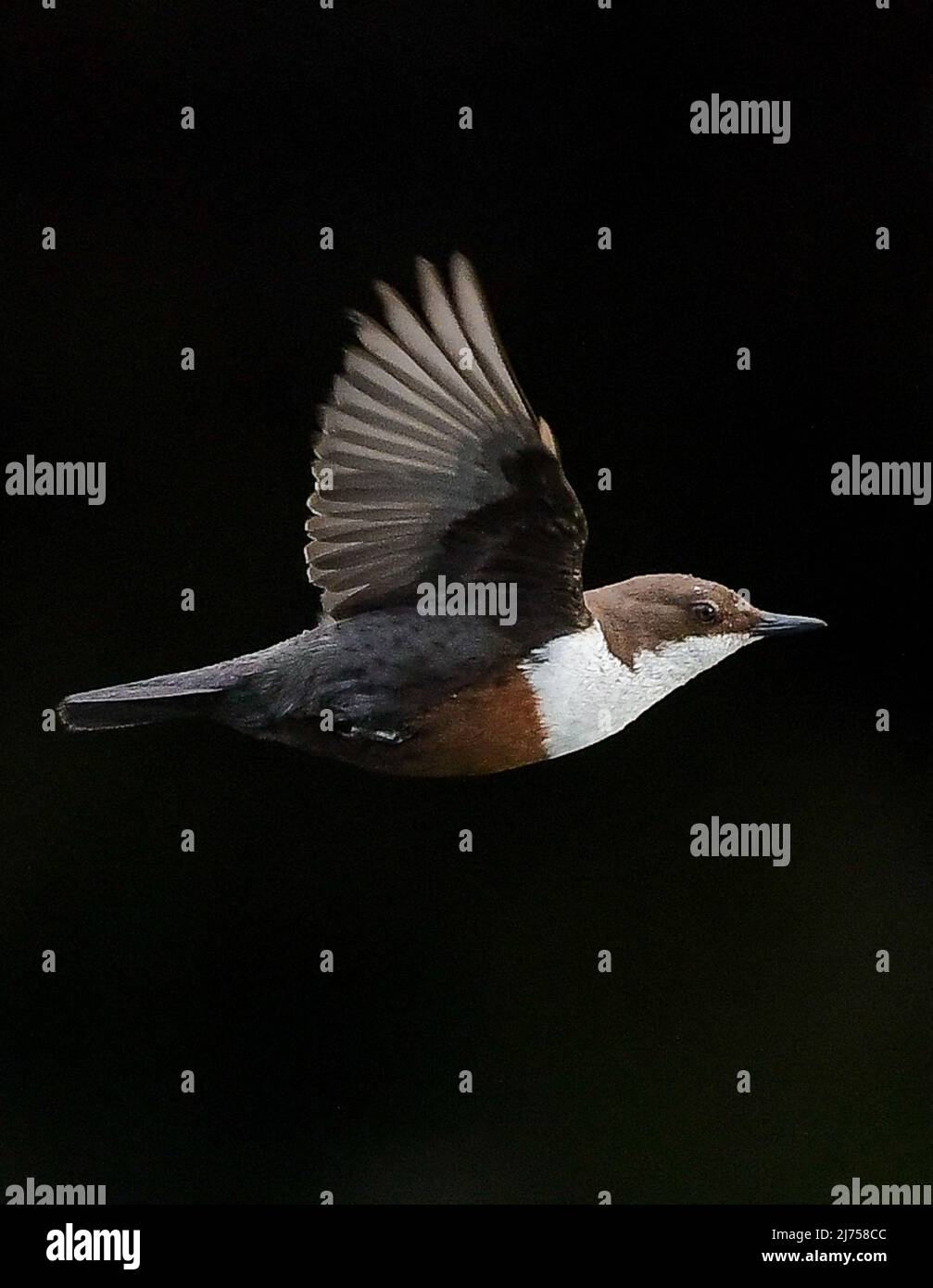 Dipper flying hi-res stock photography and images - Alamy