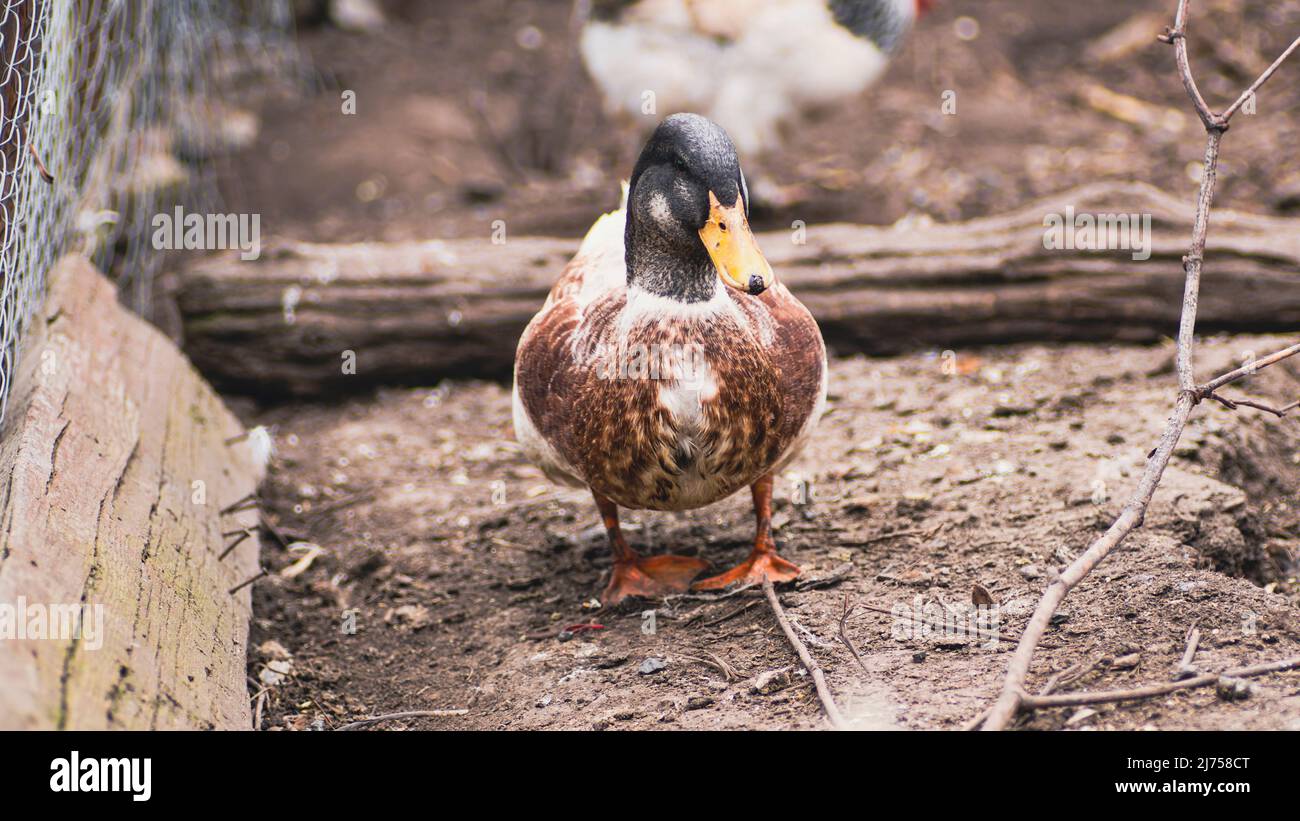 Adult duck in paddock. Domestic duck on walk Stock Photo - Alamy